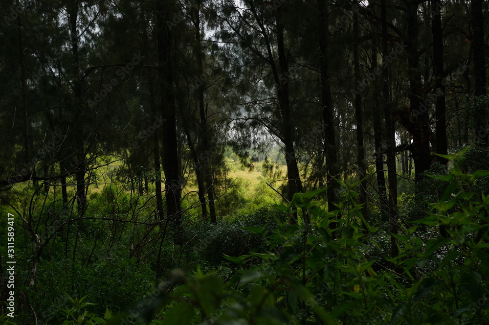 Hamparan Sabana didominasi oleh rumput kering dan beberapa pohon yang ...