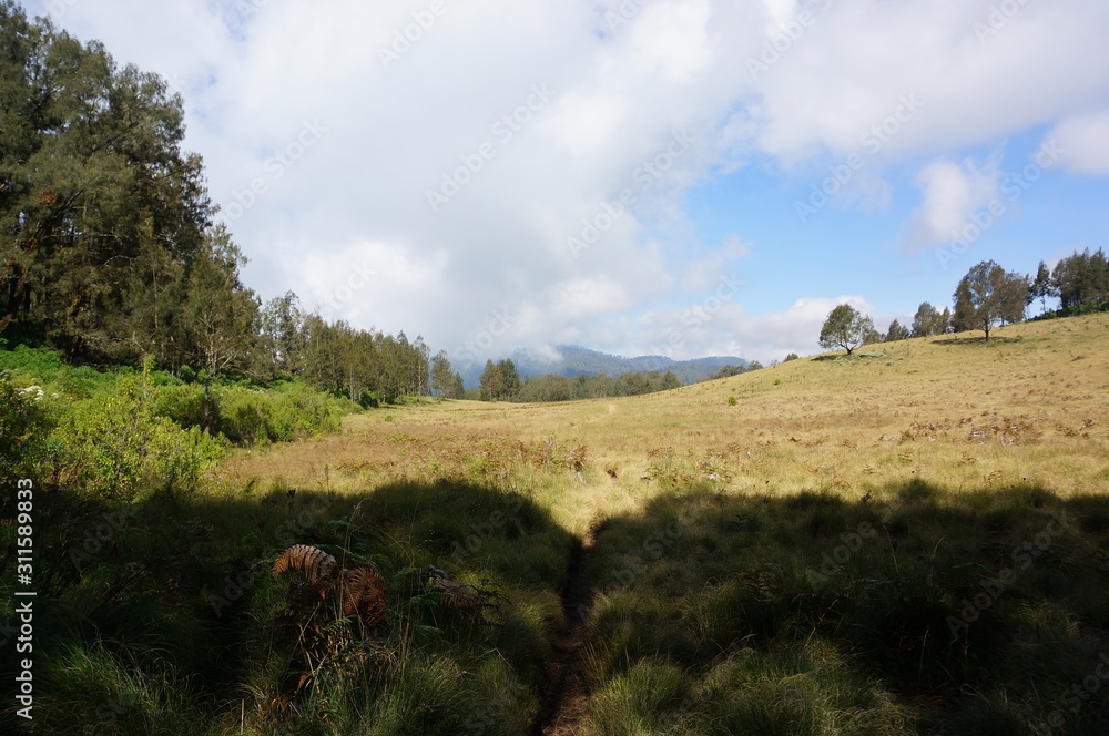 Hamparan Sabana didominasi oleh rumput kering dan beberapa pohon yang ...