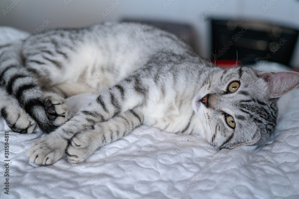 Wisky, gatto bianco e nero tigrato, adorabile e coccoloso compagno di ...