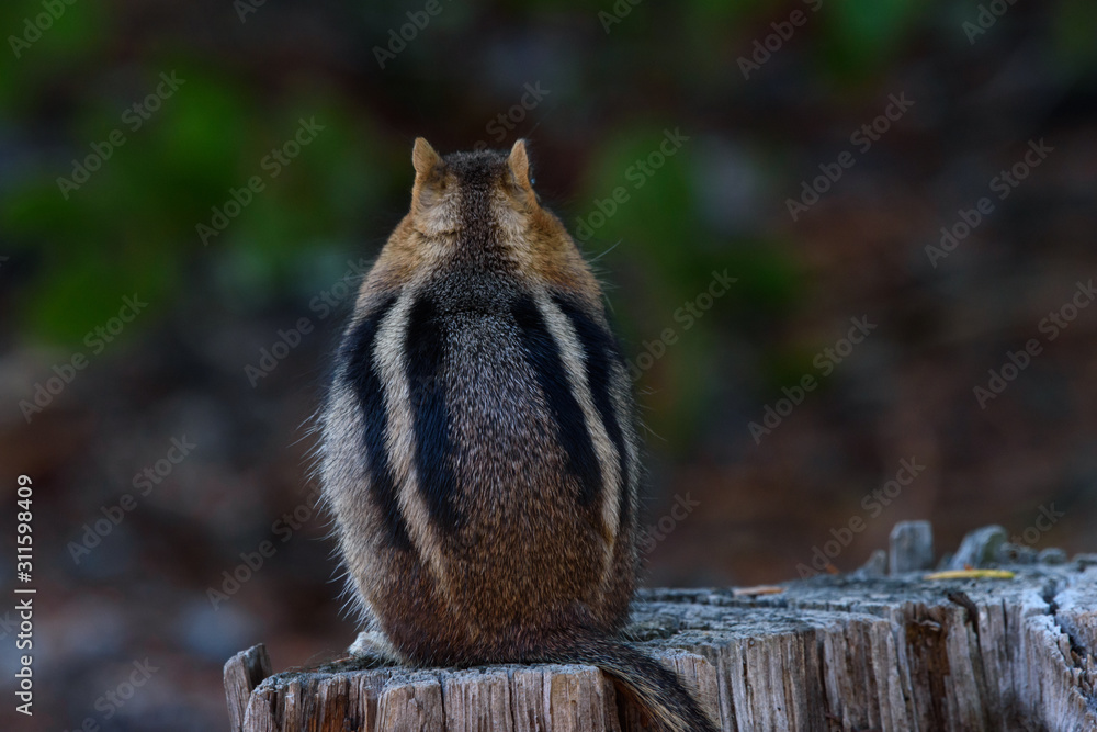 Really Fat Chipmunk