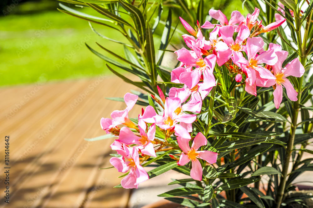Oleander Stock Photo | Adobe Stock