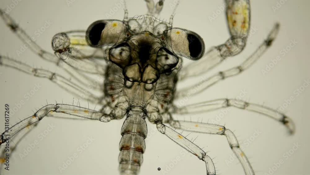 The crab larva under the microscope, at the megalope stage, has already ...