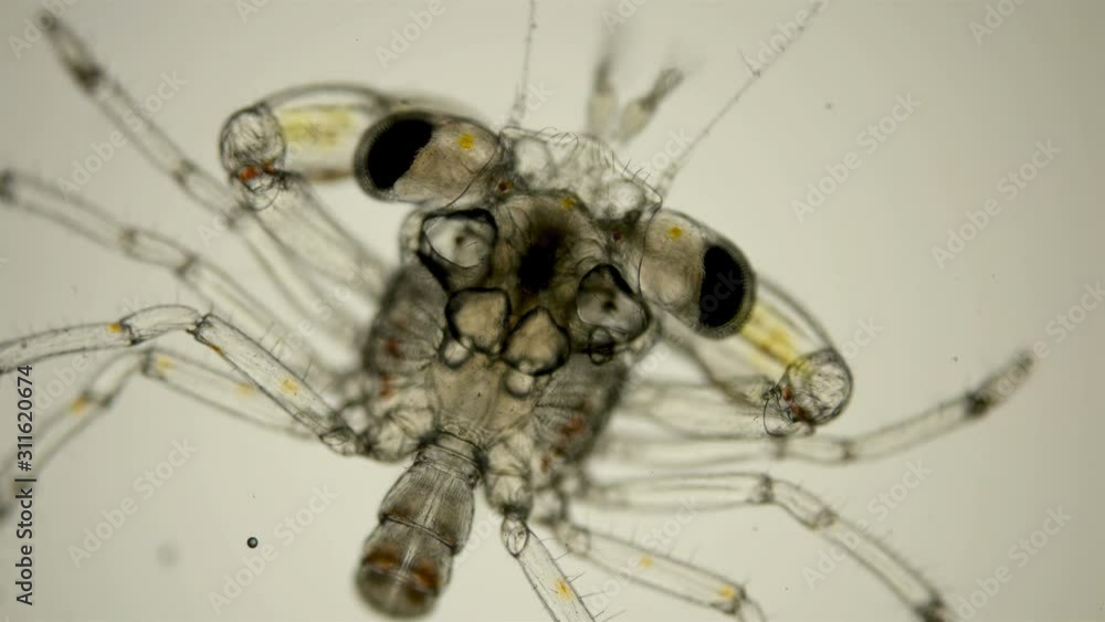 The crab larva under the microscope, at the megalope stage, has already ...