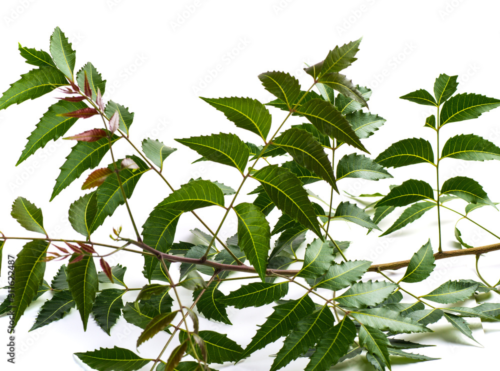 Medicinal neem leaf on white background. Azadirachta indica. Stock ...