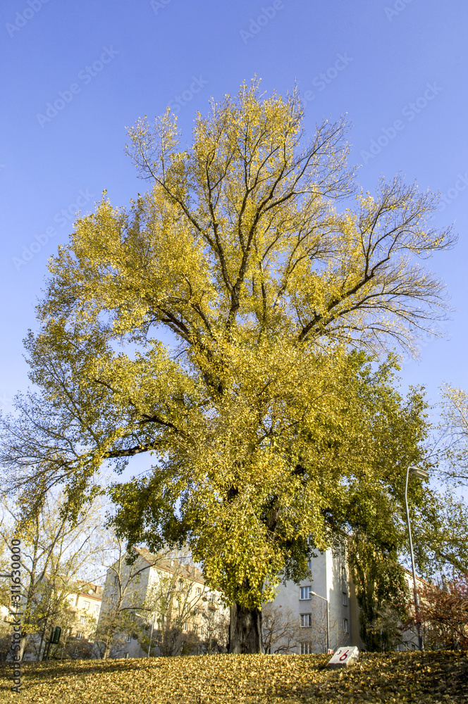 Grosser Baum mit dichter Baumkrone in Herbstfarbe, Österreich, Stock ...