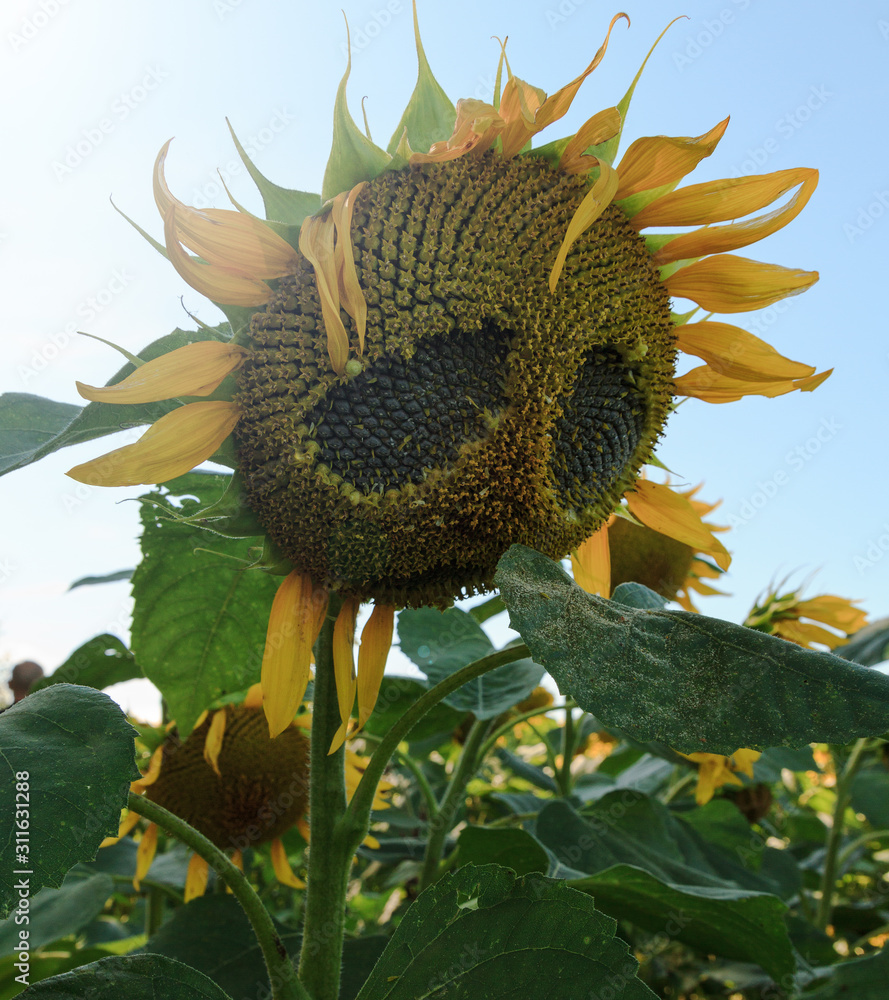 Sunflower with sad face on the feild Stock Photo | Adobe Stock