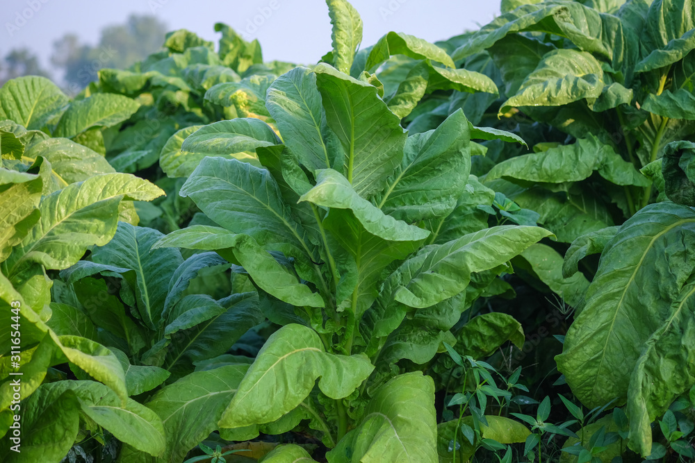 Blooming tobacco plants with leaves. Green leaf tobacco. Tobacco big ...