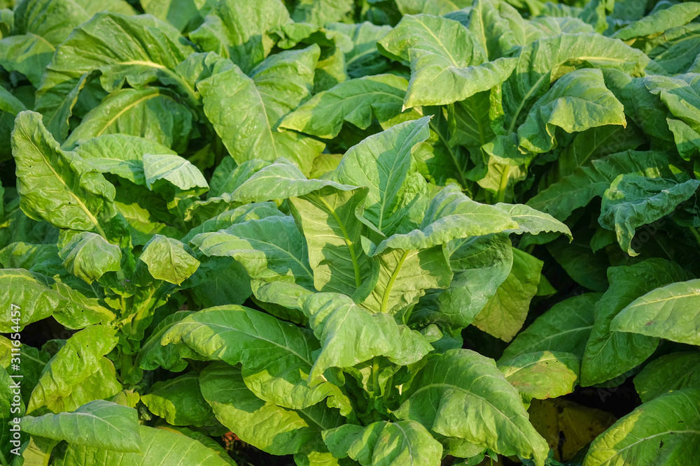 Blooming tobacco plants with leaves. Green leaf tobacco. Tobacco big ...