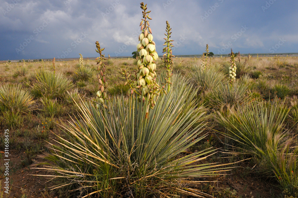Yucca plant in the desert Stock Photo | Adobe Stock