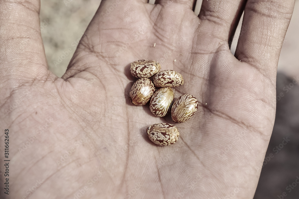 Top view seed of Castor oil plant on branches (Ricinus communis) with ...