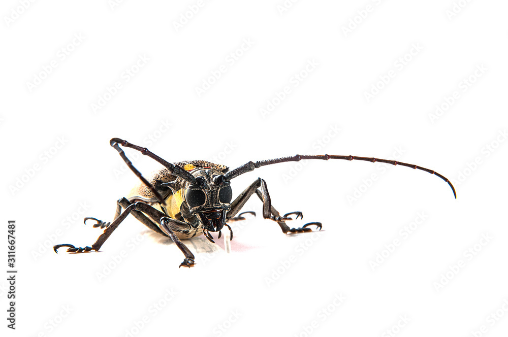 Tree borer (Batocera rufomaculata) isolated on a white background Stock ...