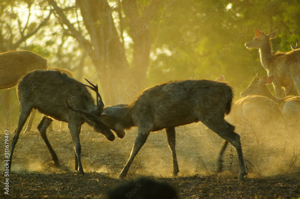 The Javan rusa or Sunda sambar (Rusa timorensis) is a deer species that ...