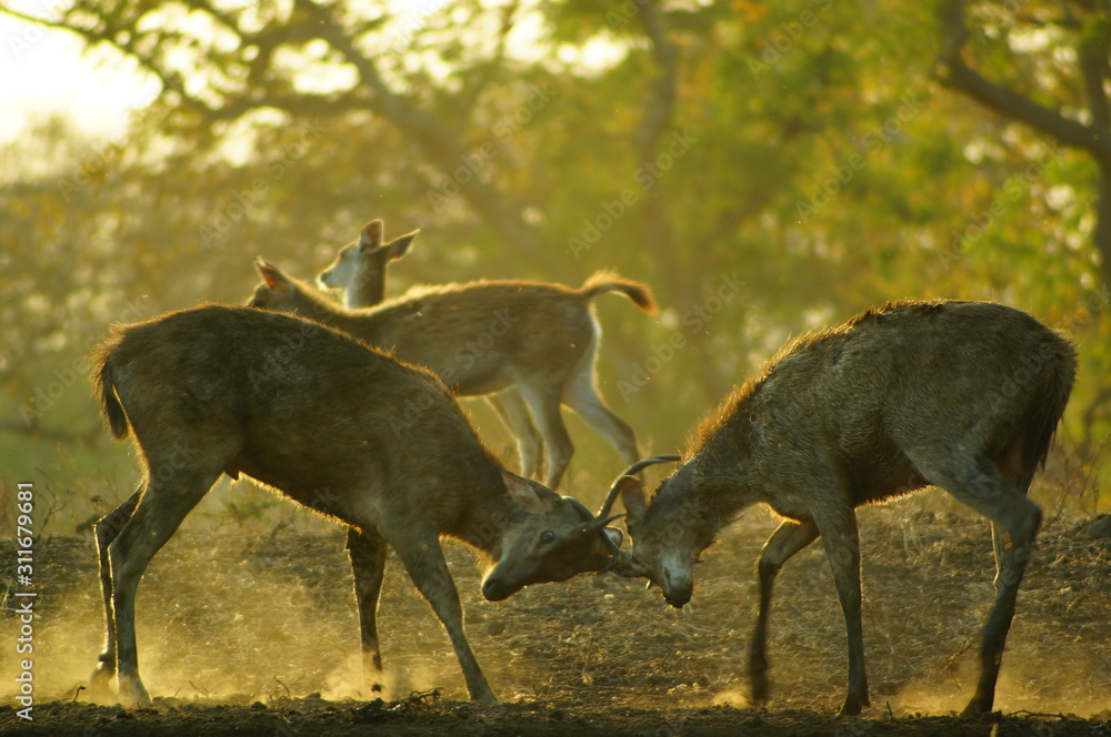 The Javan rusa or Sunda sambar (Rusa timorensis) is a deer species that ...