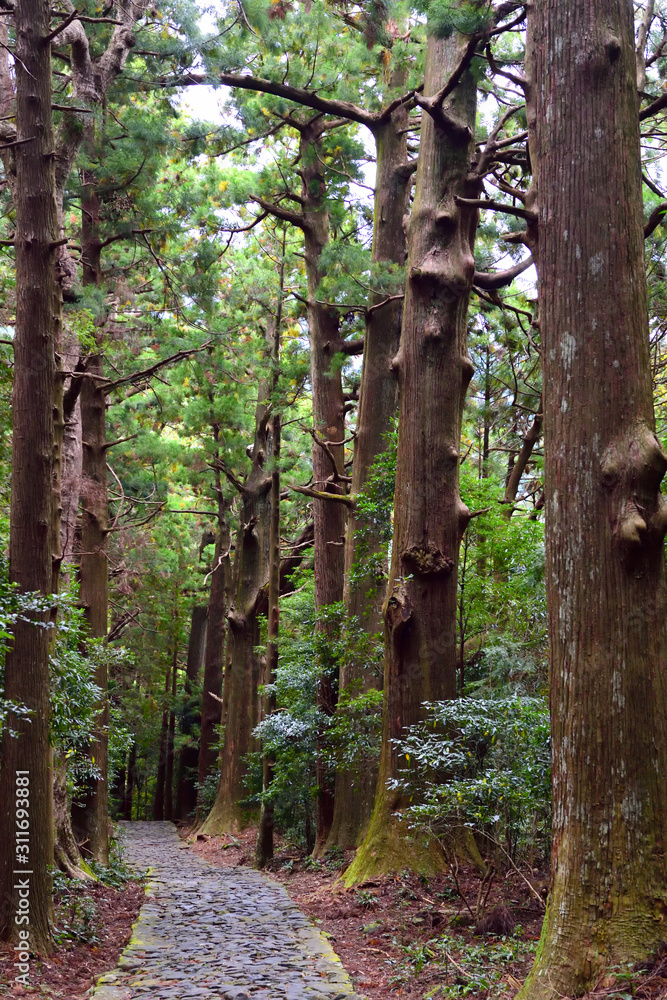 Pathway in the forest at Kumano Kodo Daimonzaka Slope in Wakayama ...