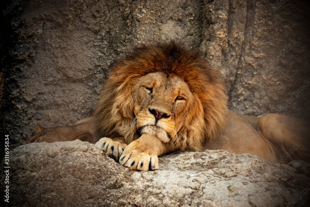 lion sleeping in the zoo Stock Photo | Adobe Stock