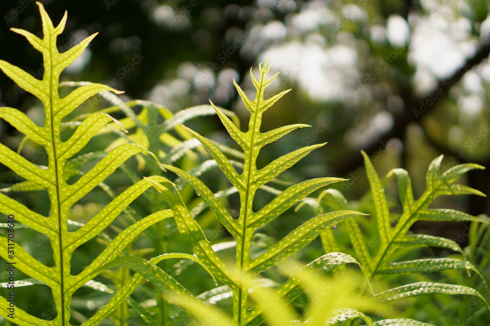 Wart fern of Hawaii with dew drops under sunlight morning, commonly ...