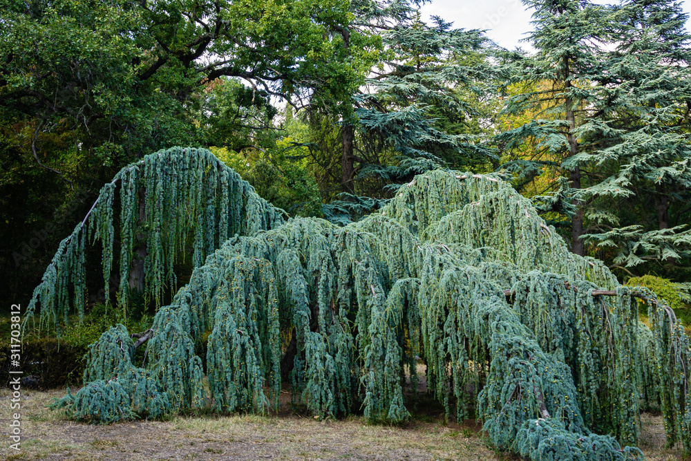 Zdjęcie Stock: Majestic weeping blue atlas cedar (Cedrus atlantica Glauca Pendula in old ...