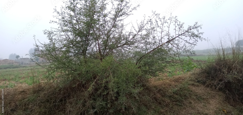 Babul tree image it is used for medical field Stock Photo | Adobe Stock