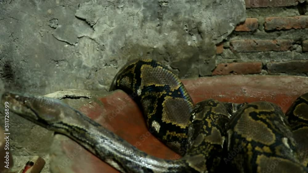 Beautiful nature scene ball python snake (Python Regius) on dark room ...