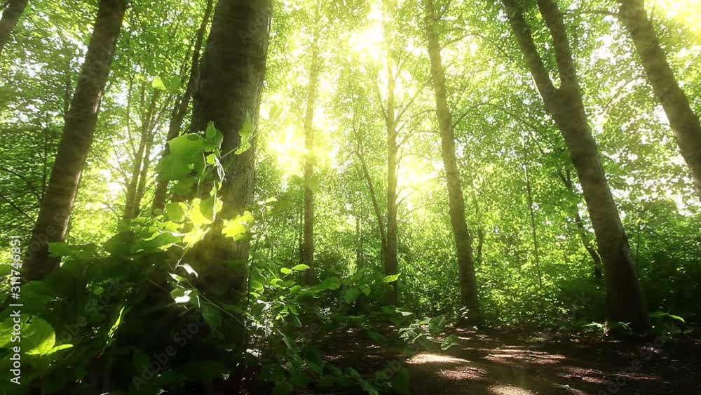 morning in a forest Stock Video | Adobe Stock