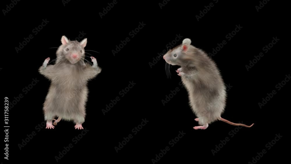 Rat Dance CG fur 3d rendering animal realistic CGI VFX composition 3d ...