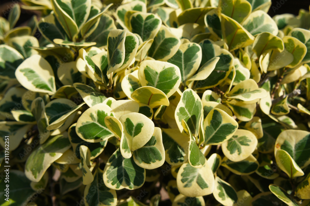 Ficus triangularis variegata or triangle fig green and white leaves ...