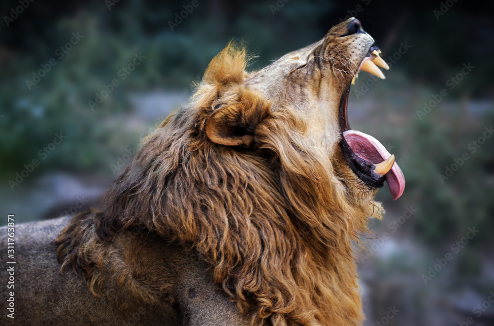 Fierce Lion Pictures