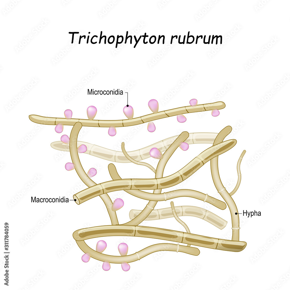 Microconidia