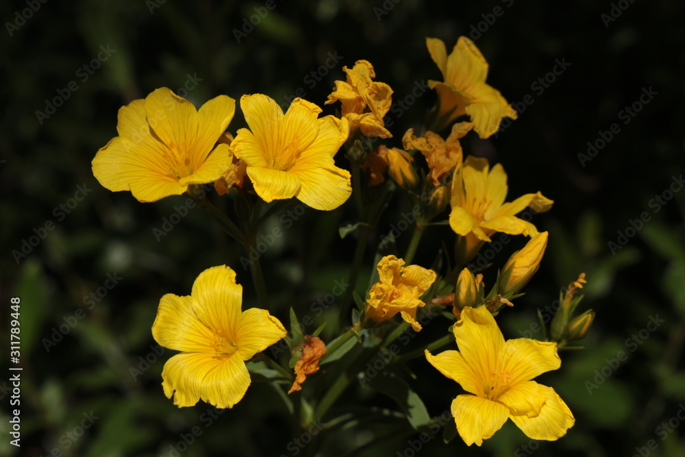 Yellow Flax Flower