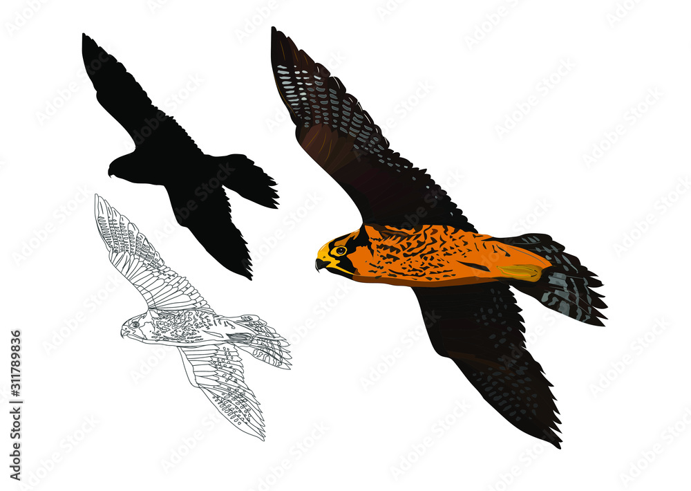 Flying falcon. Vector image. Blue sky background. Peregrine Falcon ...