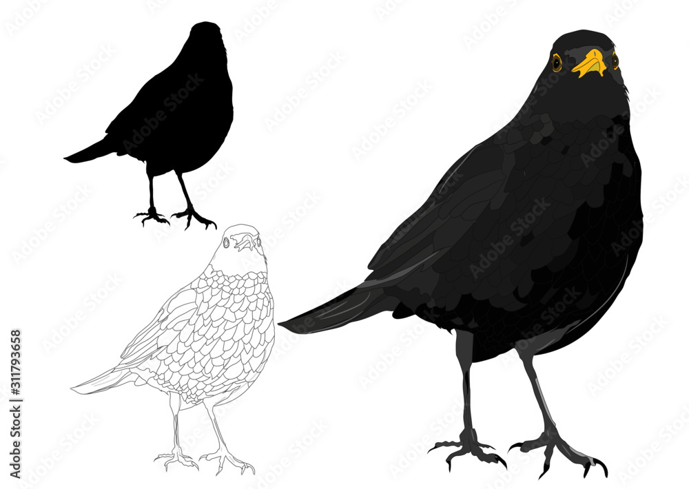 Vector bird. Common Blackbird. Vector image. White background. Stock ...