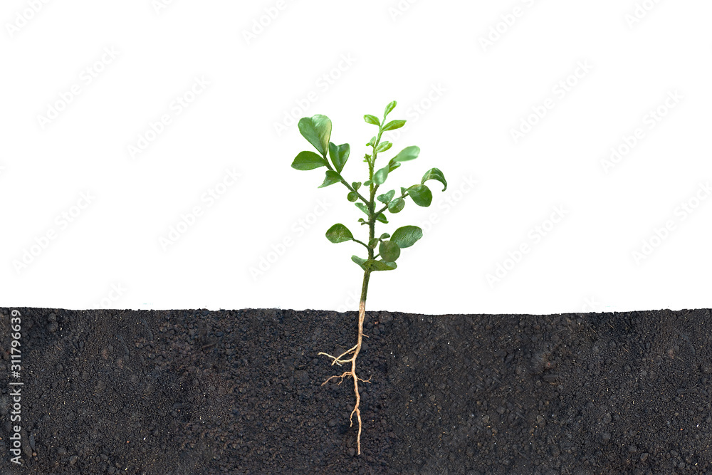 A complete view of a small green tree with its roots sprouting and ...