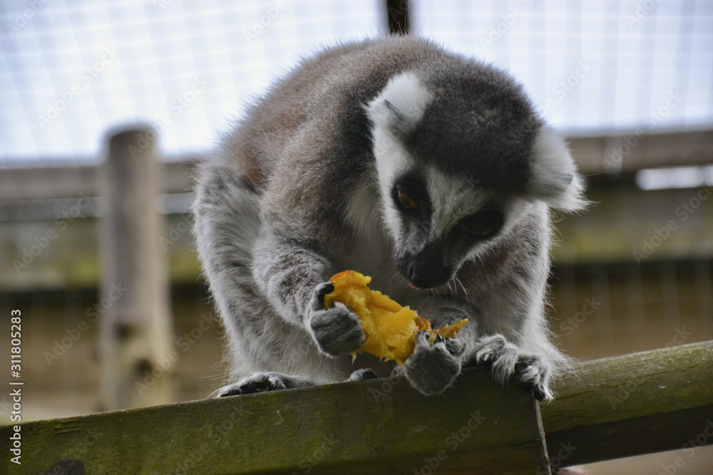 Ring Tailed Lemur Eating