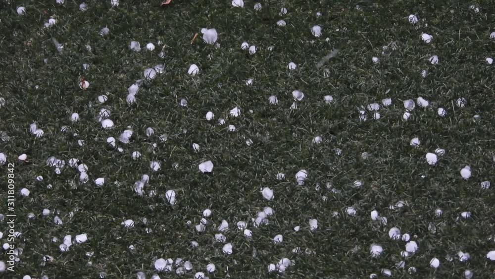 Destructive hail thunder storm hitting grass in garden with hailstones ...