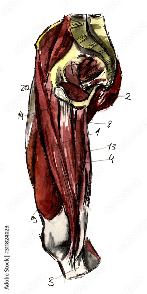 Set of anatomy human muscles and bones. Hand drawn watercolor ...