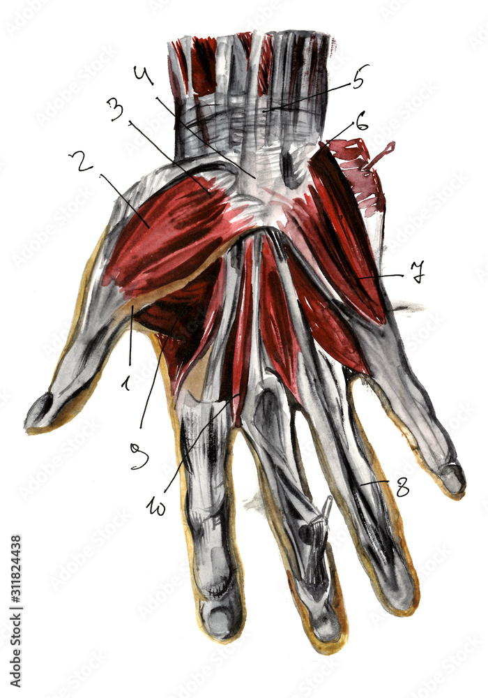 Set of anatomy human muscles and bones. Hand drawn watercolor ...