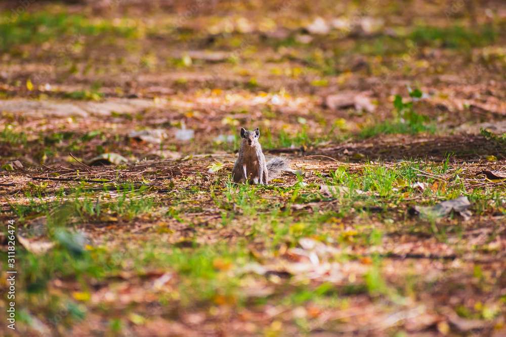 An indian squirrel standing up on its hind legs to watch out for ...
