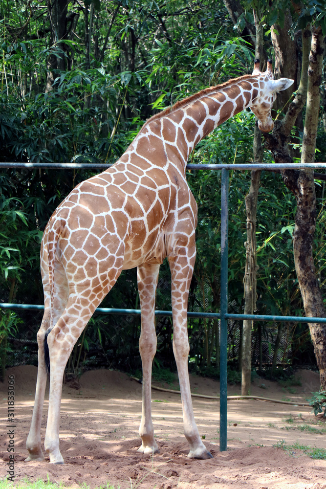 Young Giraf in the Zoo, Odisha, India. Nandankanan Zoological Park ...