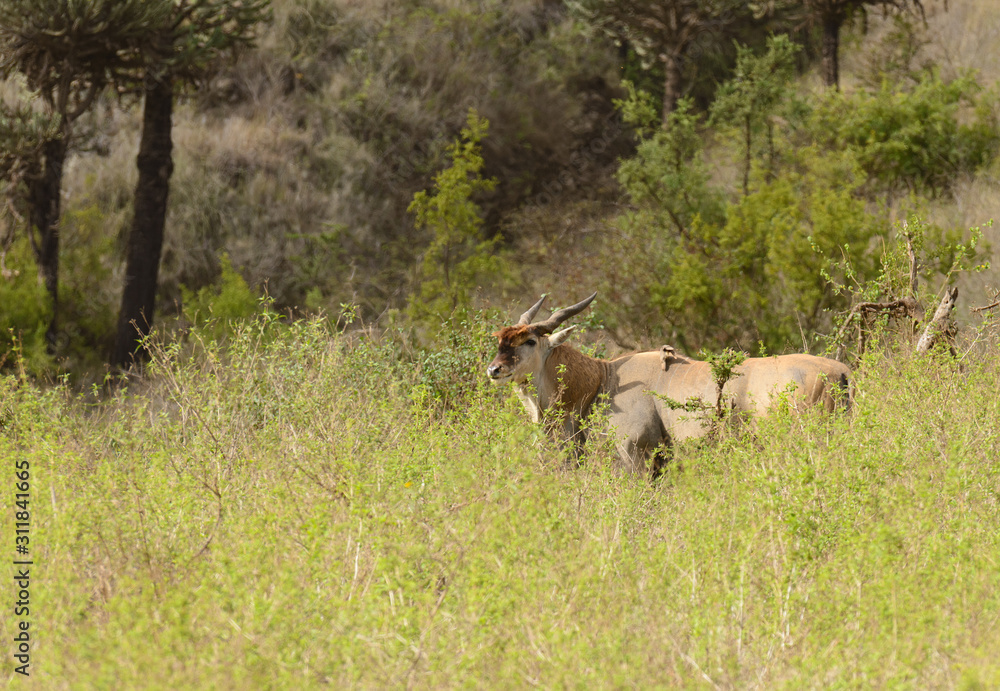 Eland (scientific name: Taurotragus oryx or "Pofu" in Swaheli) in the ...