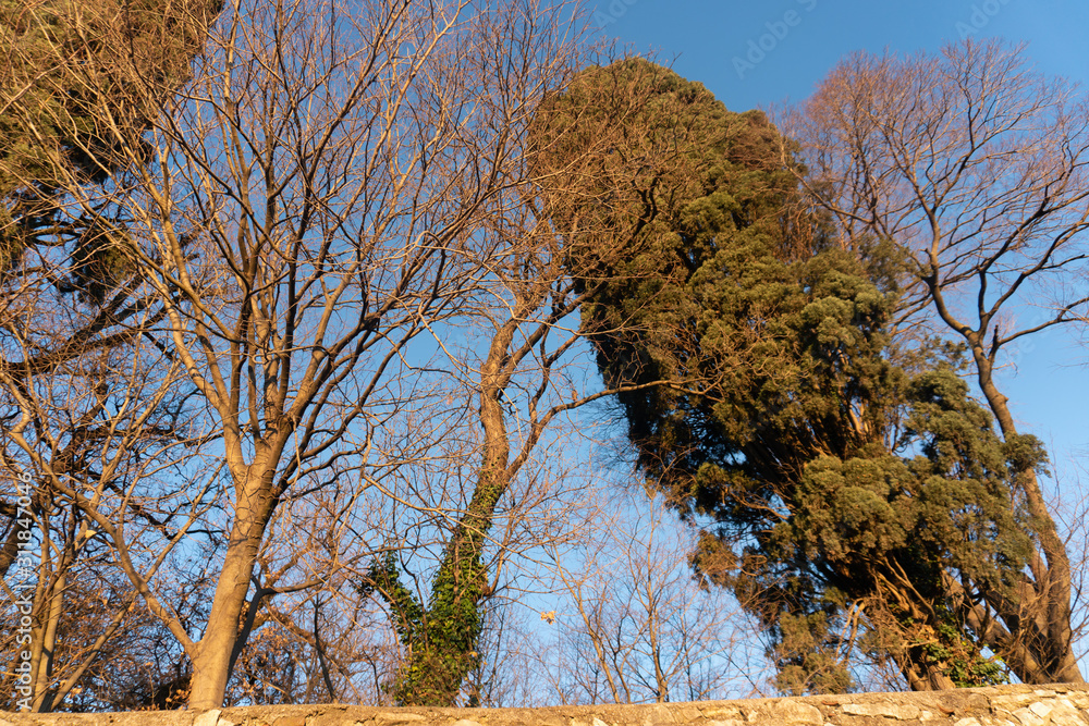 Piante Stock Photo | Adobe Stock