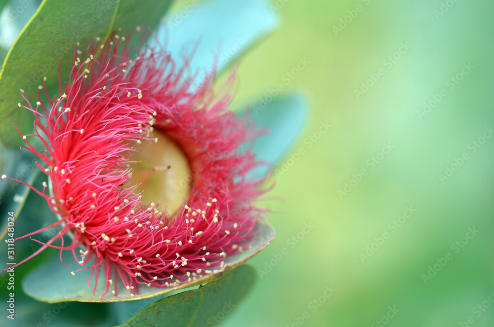 Large red blossom and blue green foliage of the Australian native ...