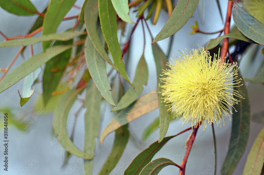 Yellow flowers of the Blue Mallet gum tree Eucalyptus gardneri, family ...