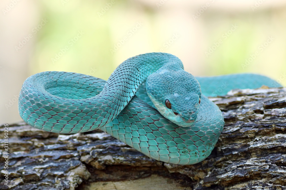 blue viper snake, venomous and poisonous snake Stock Photo | Adobe Stock