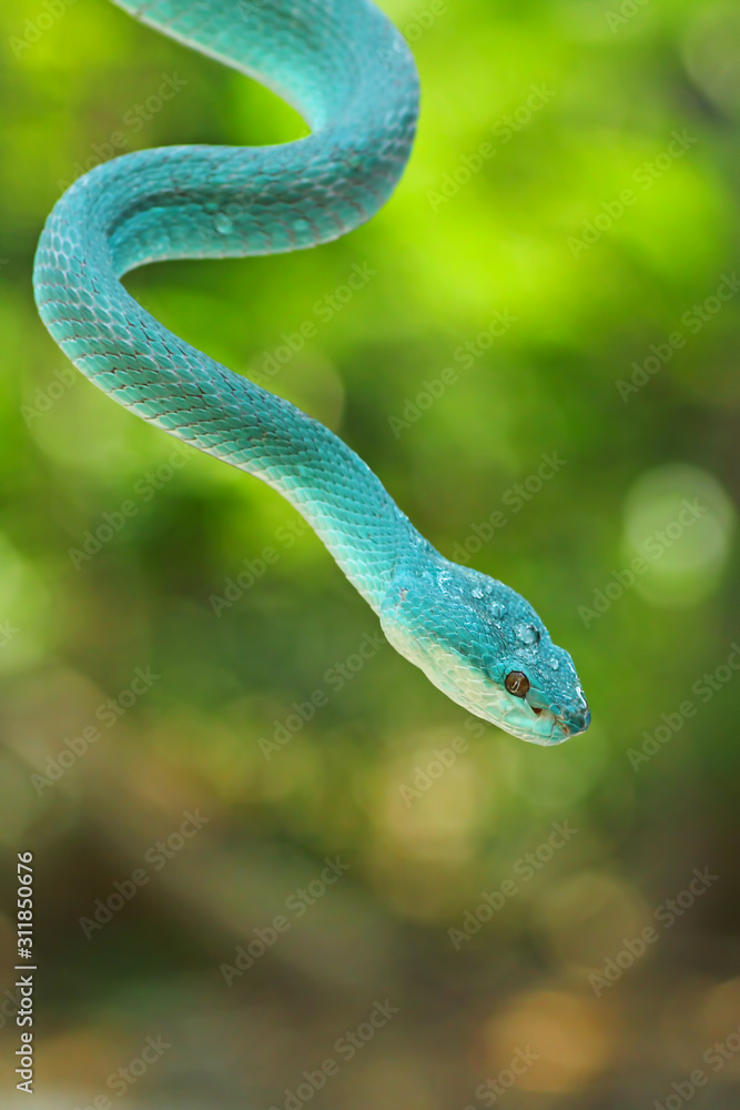 blue viper snake, venomous and poisonous snake Stock Photo | Adobe Stock