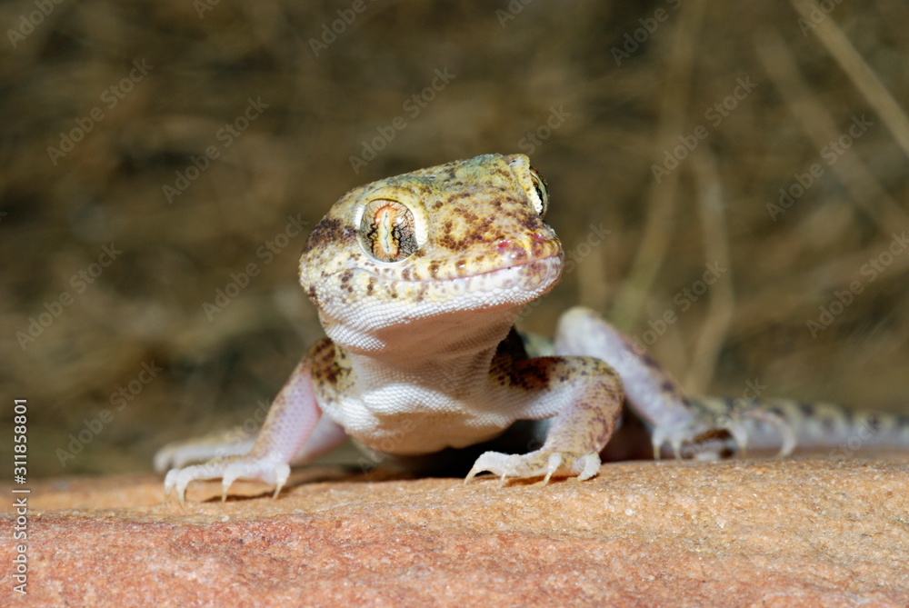 Sindh Sand Gecko. Crossobamon orientalis, Sam, Jaisalmer, Rajasthan ...