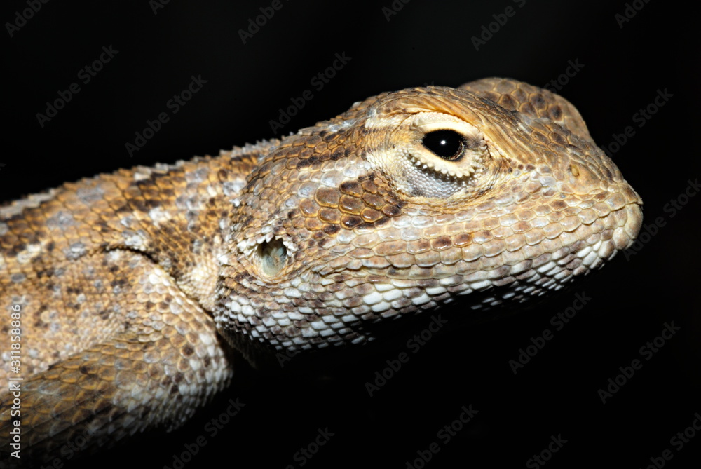 Brilliant Agama, Trapelus agilis. During the breeding season males get ...