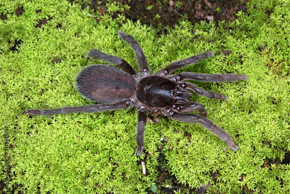 Chilobrachys andersoni. Commonly called a Tiger Spiders. These are ...