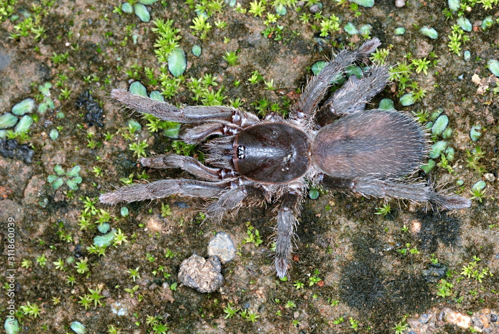 Chilobrachys andersoni. Commonly called a Tiger Spiders. These are ...