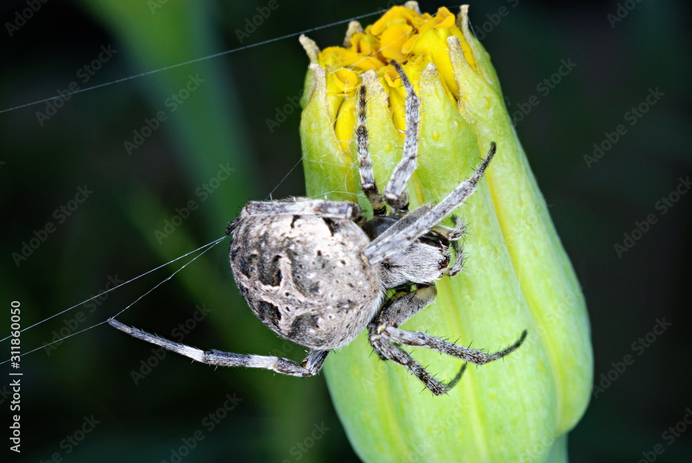 Orb Weaver Spider (Neoscona arabesca). The orb-weaver spiders (family ...