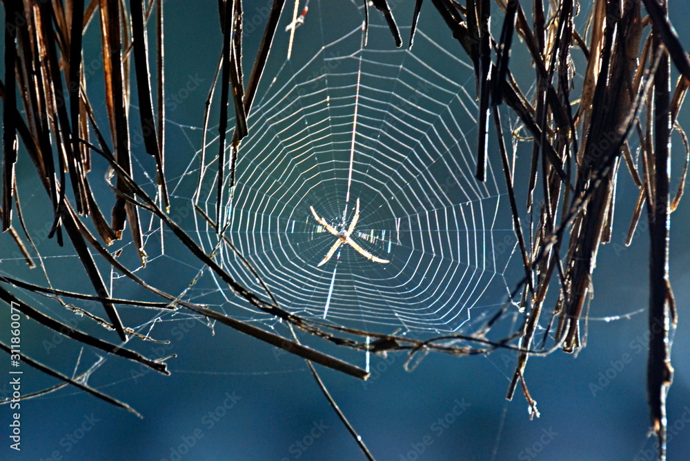 Orb Weaver Spider (Neoscona arabesca). The orb-weaver spiders (family ...
